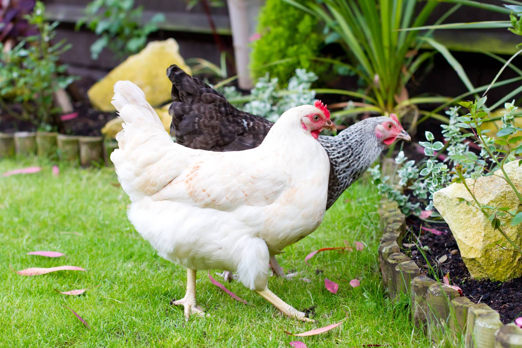 A Guide to Recognizing and Treating Chicken Foot Problems - Backyard ...